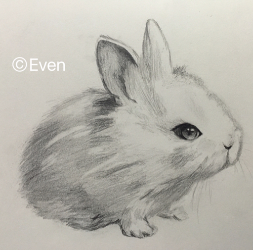EvenLily 