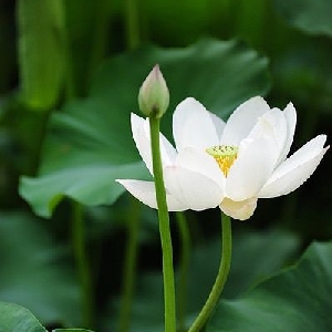 玉剑不成仙 