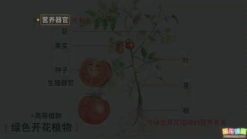 绿色开花植物六大器官作用