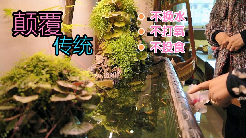 家庭生态鱼缸造景,材料来自大自然,风水设计不仅好看而且好用!