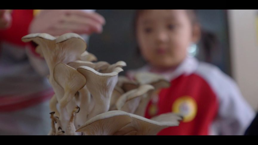 蘑菇的生长过程,带孩子认识大自然中的生物,向蘑菇一样悄悄拔尖