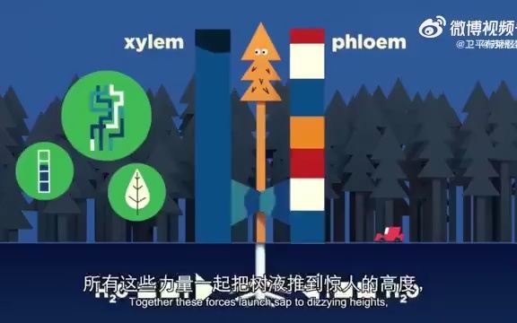 TED动画科普:树木可以长到多高?