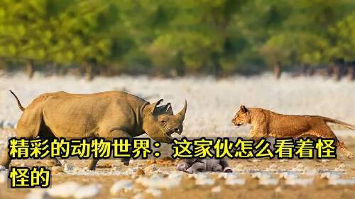 奇了!这动物长得也太离谱了吧?镜头记录下罕见一幕