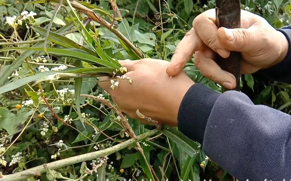 农村最普通常见植物,叶子会出白色的浆,功效多用途广,你认识吗