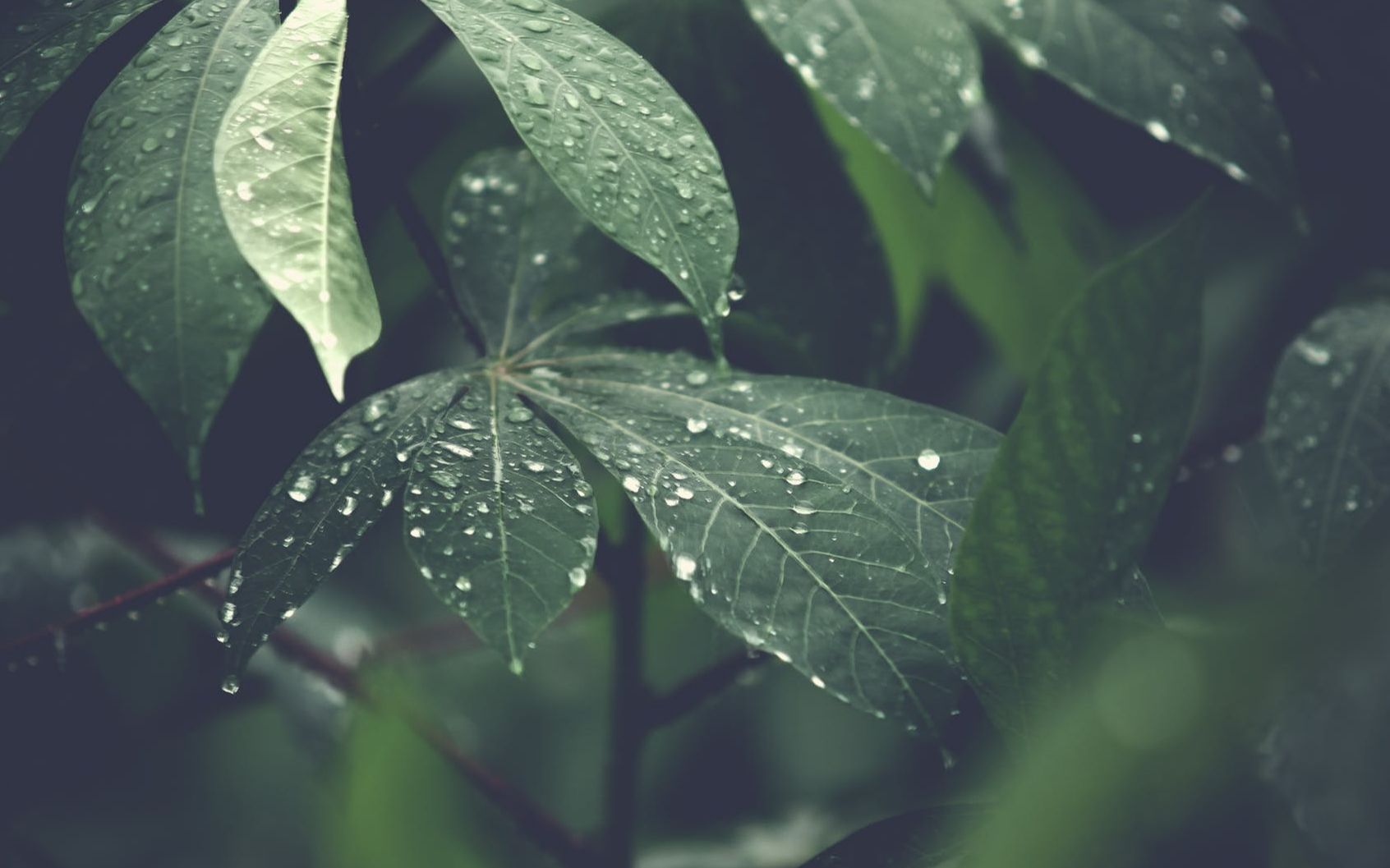 【生物大师 初中】植物的叶与蒸腾作用——茶