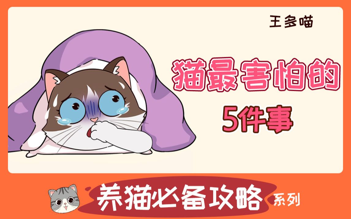 猫咪一生最害怕这5件事!最后一个千万别做哦