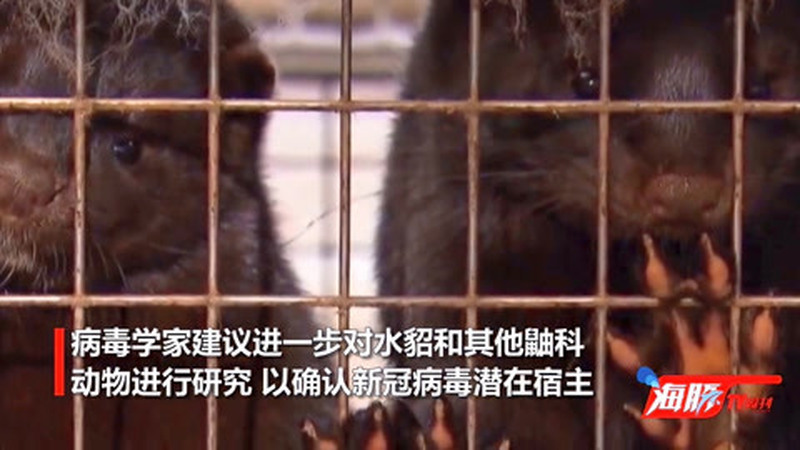 荷兰证实新冠病毒动物传人传播链,为控制疫情已捕杀超百万只水貂