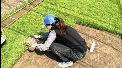 农村水田水稻插秧的几个步骤,都给大家集锦到一起了,大家看看