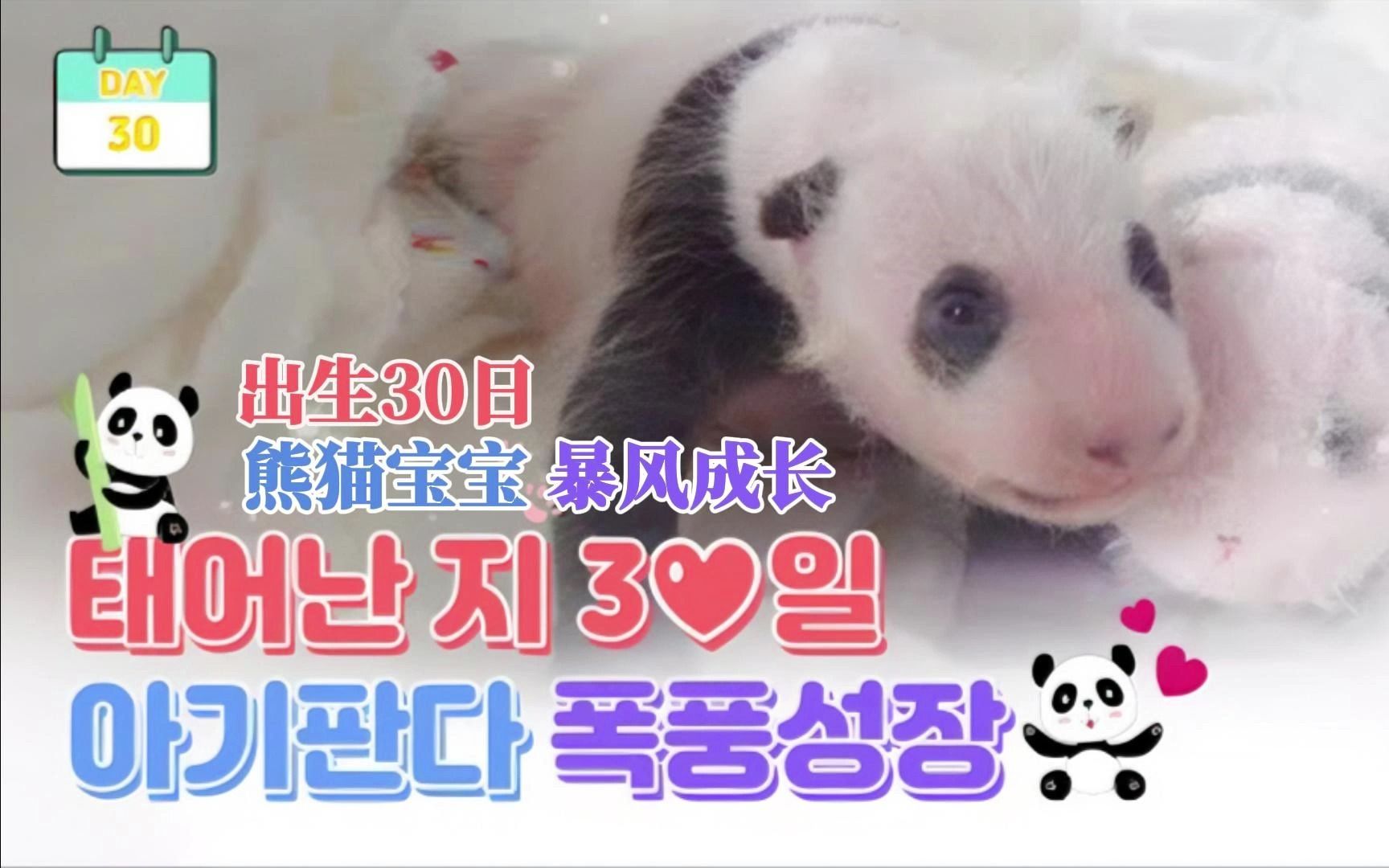 20200825·0904 熊猫来啦 中字 熊猫宝宝成长记录~合集②