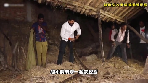 爬行动物合集:巨型蟒蛇