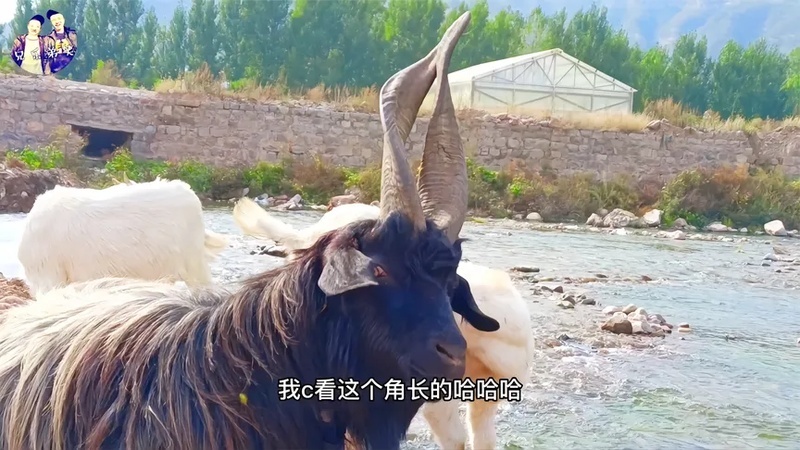 小伙深山探秘到一羊群,里面头领霸气十足,这样的巨羊还真少见!