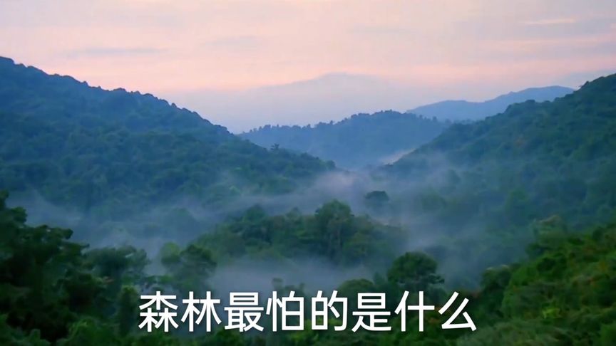 森林最怕的是什么