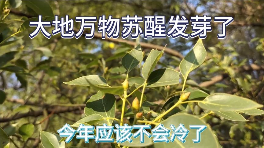 今年立春比以往来的早,大地万物苏醒发芽了,天气应该不会冷了