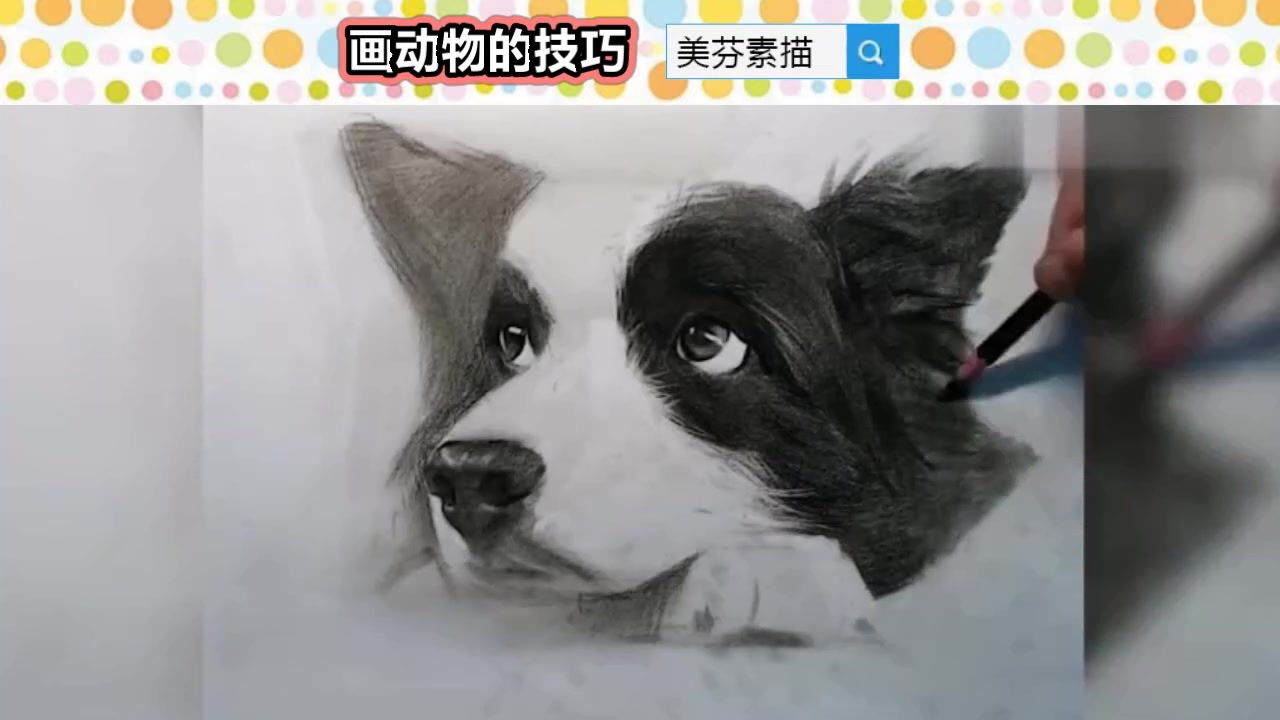 动物素描基础教程:教你画出小动物黑白分明的毛发效果,边牧狗!