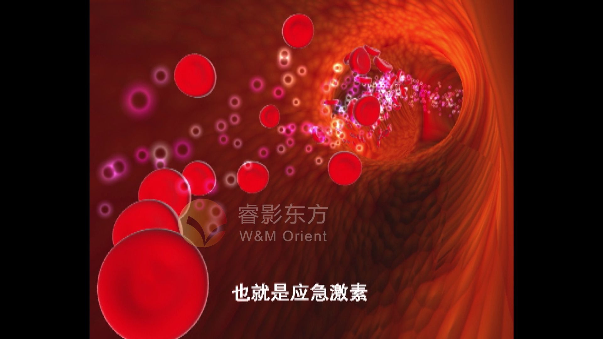 原创科普医学动画连载031—肾上腺科普第二集