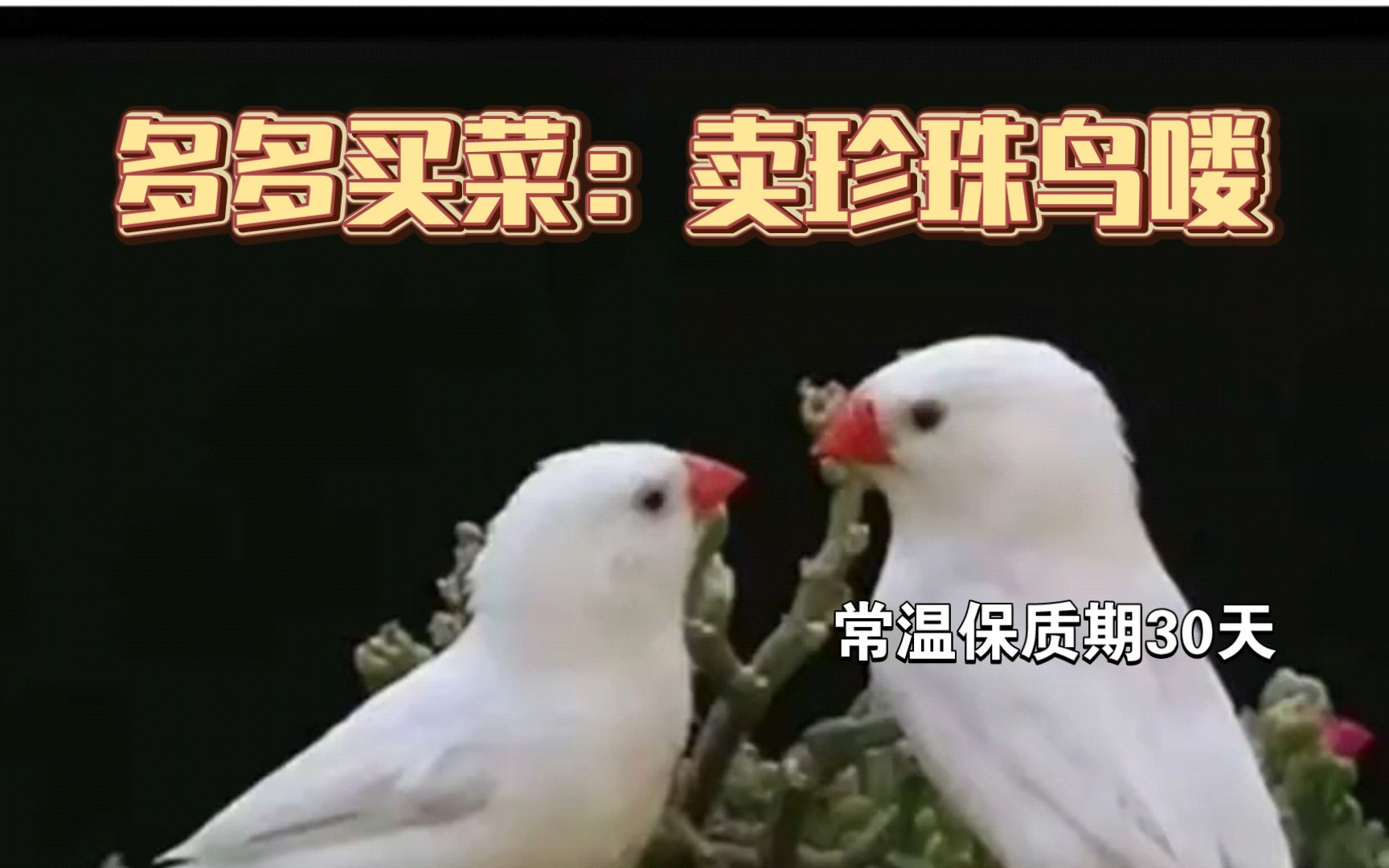 多多买菜珍珠鸟:原则性比较低,很容易被说服