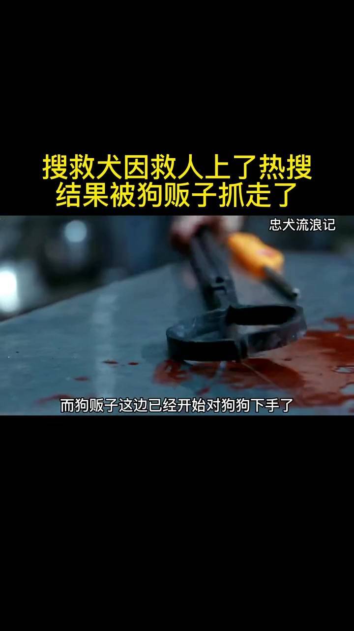 这只搜救犬在一次任务中受伤