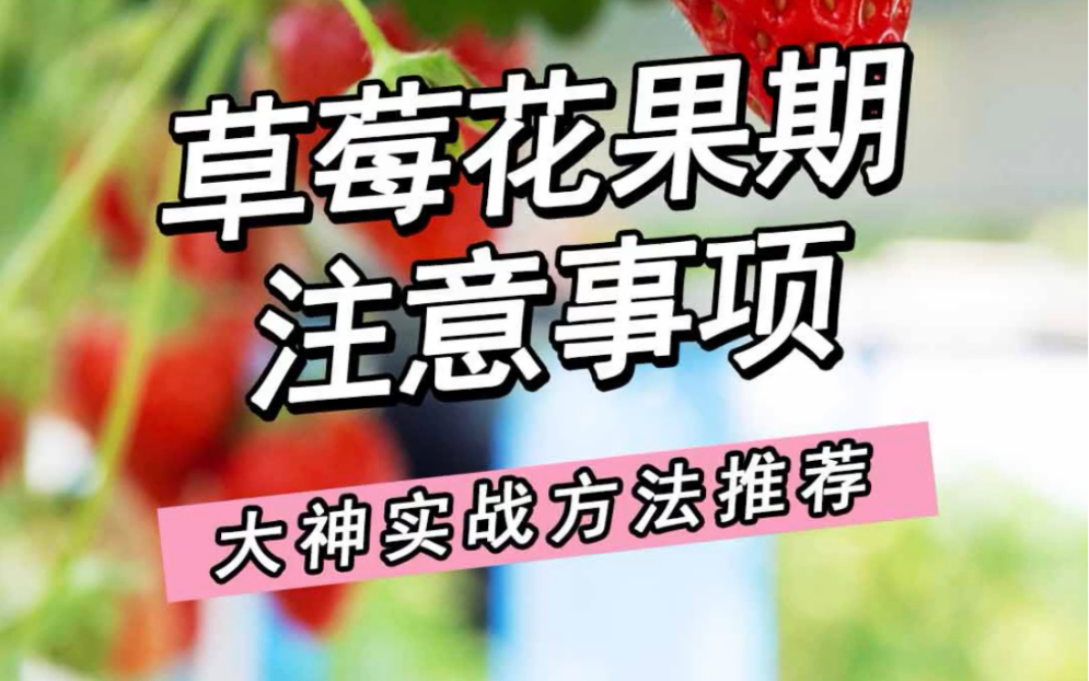 草莓花果期注意事项,大神实战方法!