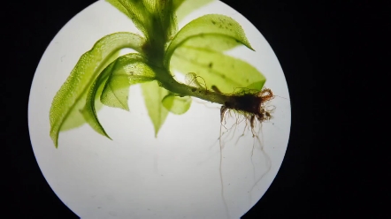 苔藓植物的叶片很适合观察叶绿体,单层细胞,结构清晰,操作简单,观察...