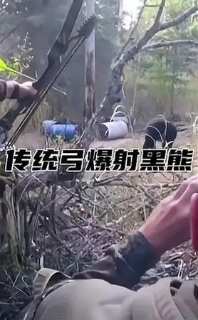 传统弓箭一击竟能直接射翻一头巨型黑熊,威力比复合弓还狠