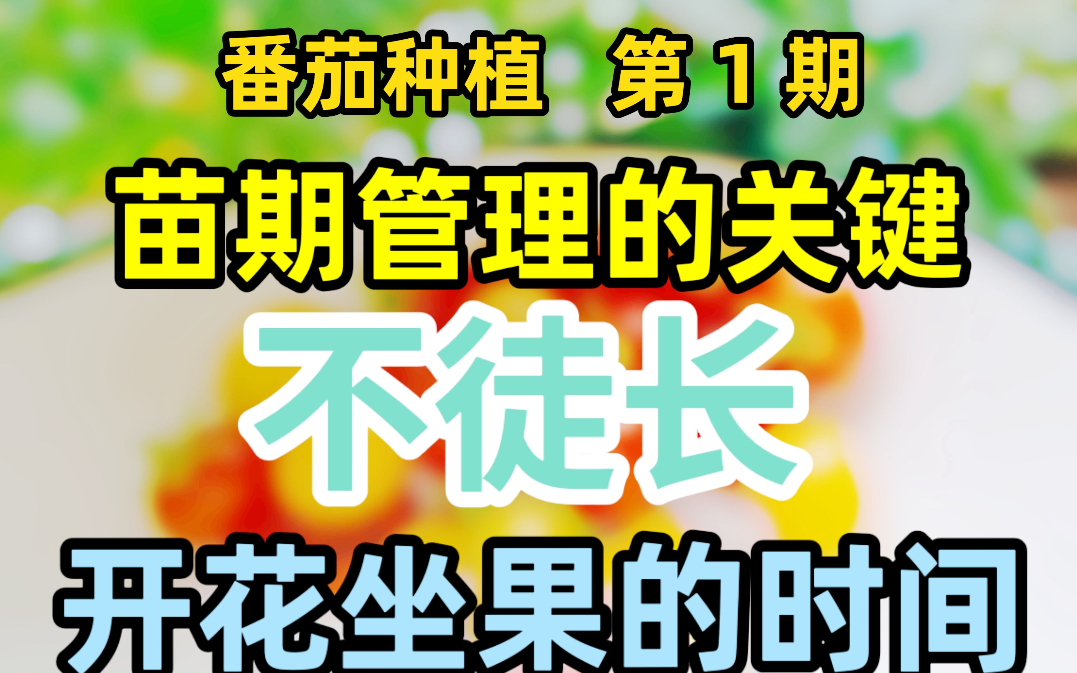 家庭种植番茄,苗期管理工作要做好