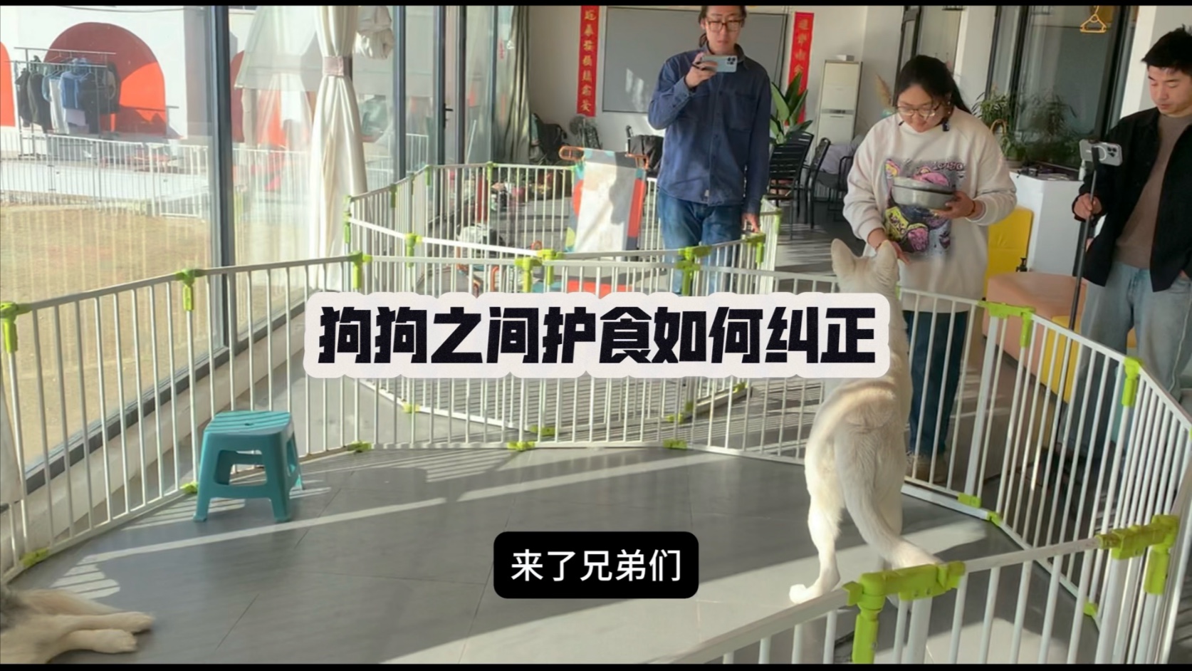 狗狗之间护食如何纠正