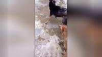 狗打架狗咬狗 斗狗打架视频