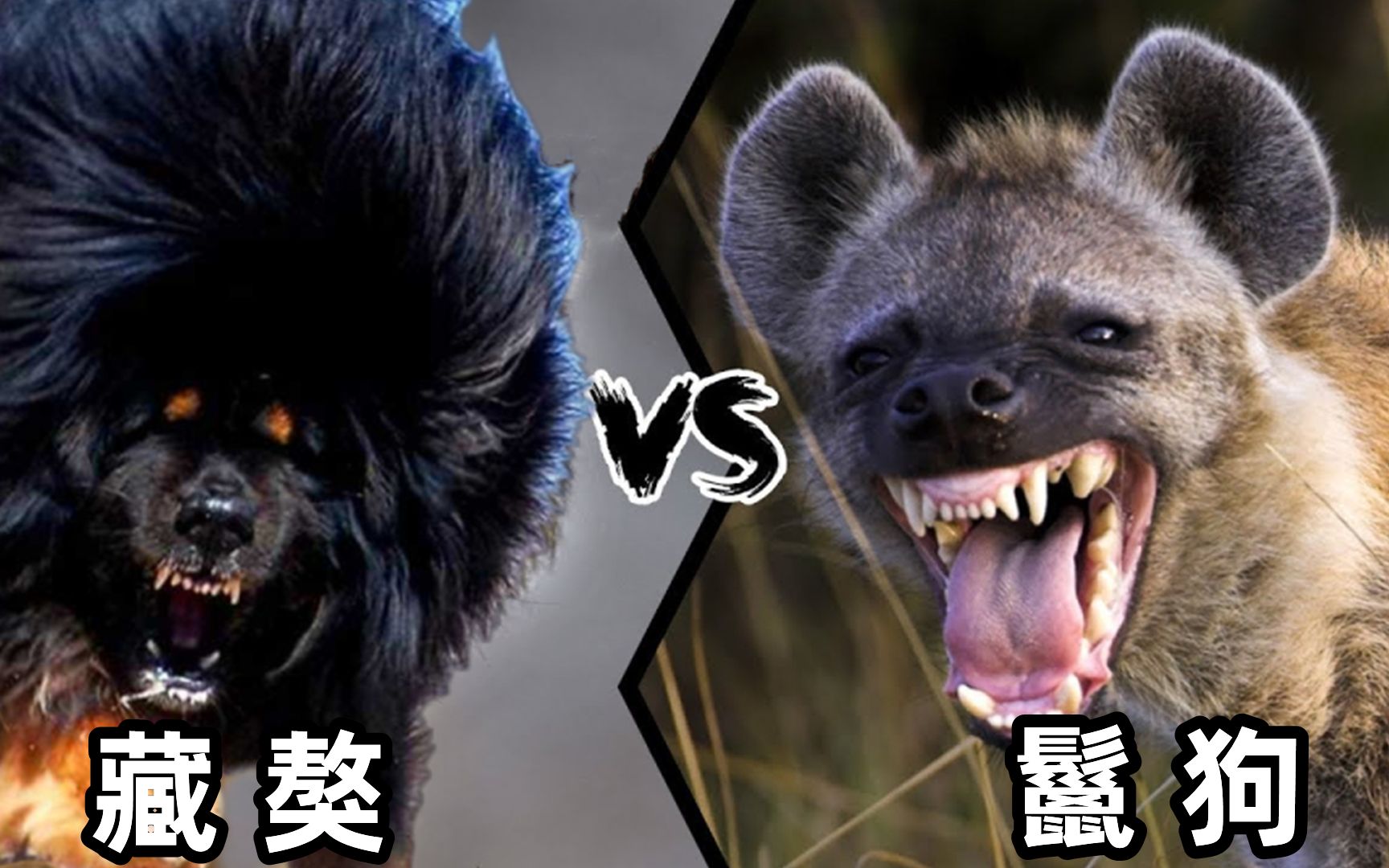 藏獒vs鬣狗,当东方战神遇到肛肠科主任,谁会笑到最后呢?
