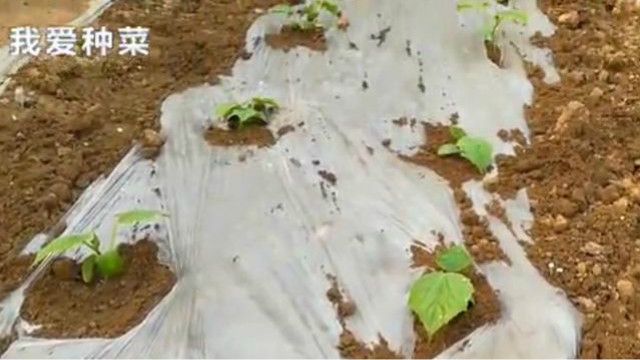 黄瓜苗移栽有窍门,看完你就会