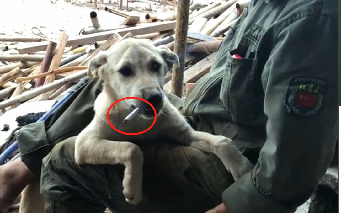 ...教狗狗抽烟,狗狗刚抽一口这表情亮了,这要是学会以后指定不少抽吧!