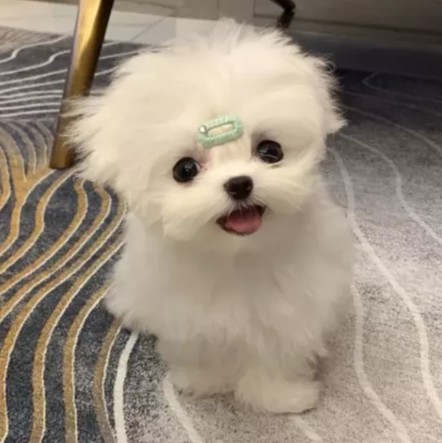 猫美拉 