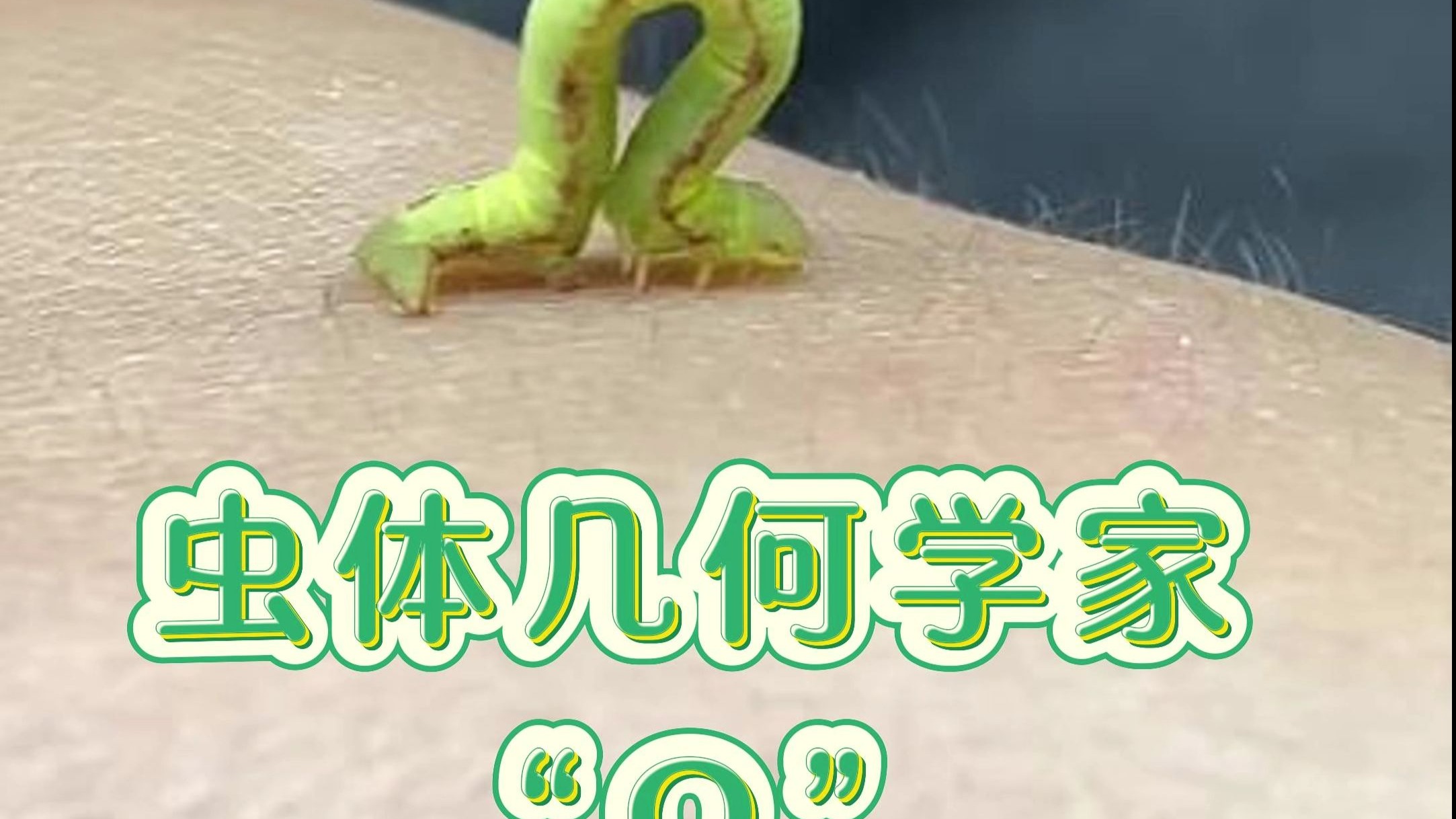 认识一下,我是虫体几何学家“Ω”——尺蛾幼虫