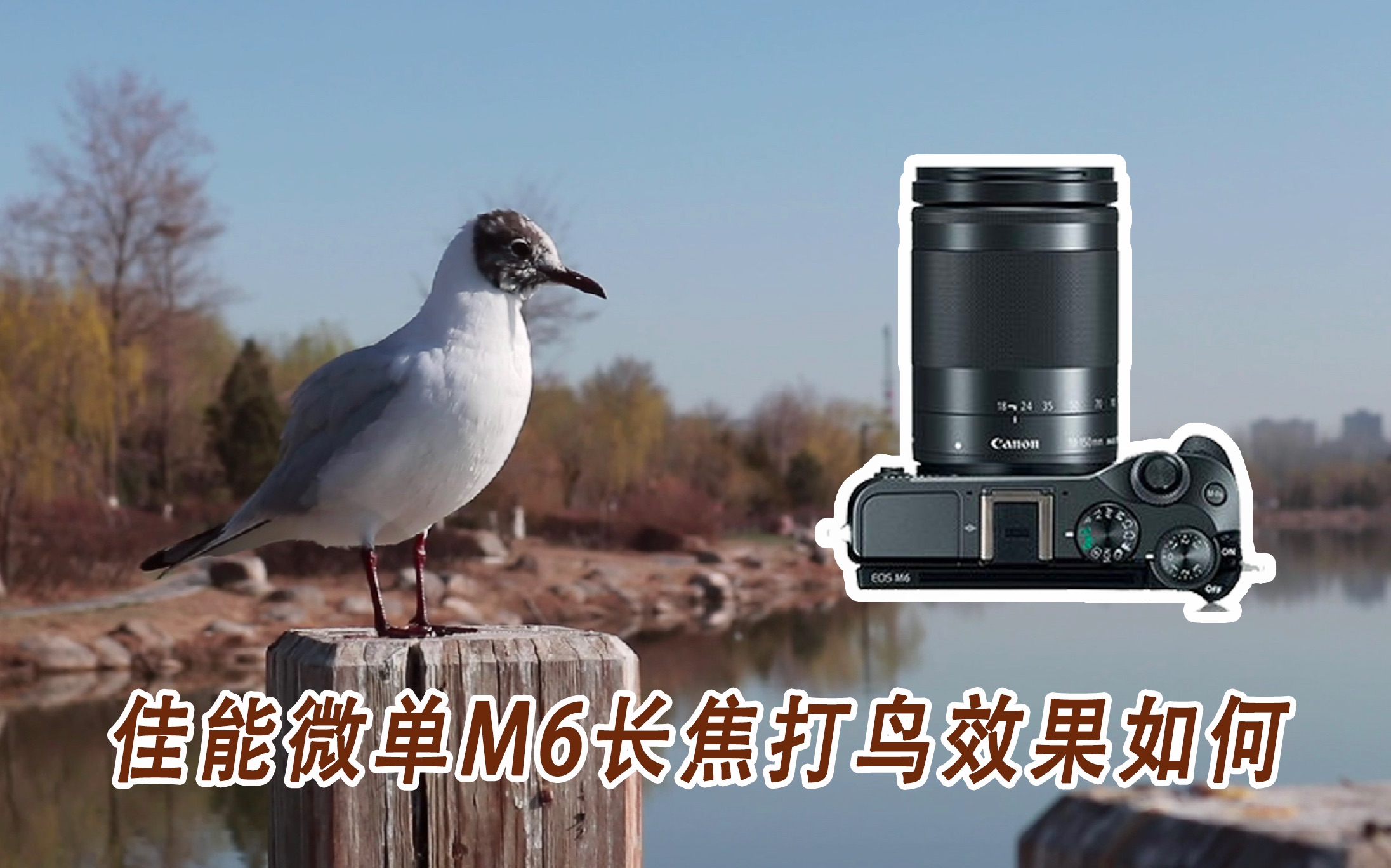 佳能微单M6手动长焦打鸟效果实拍