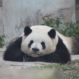夏日萤火虫贰 