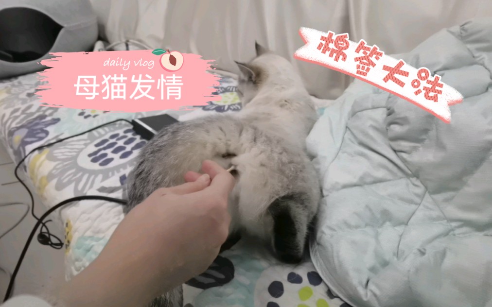 [猫片]家里母猫发情,只有用棉签帮它解决了