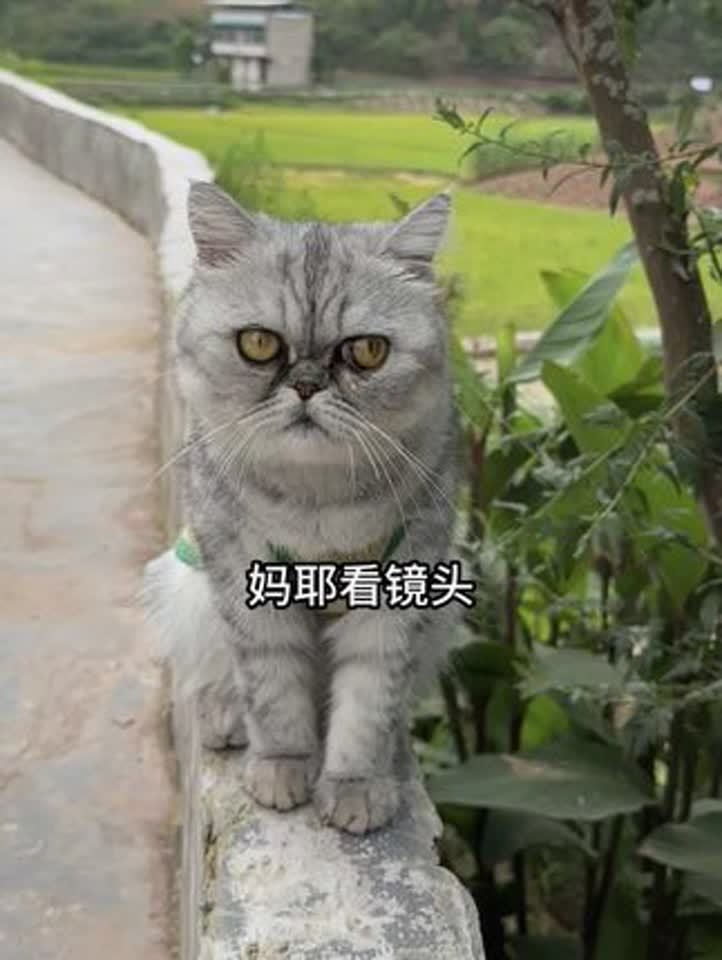 不能说像吧,简直就是一模一样