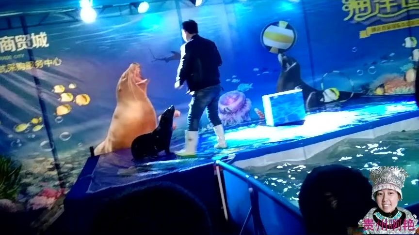 精彩的海狮表演