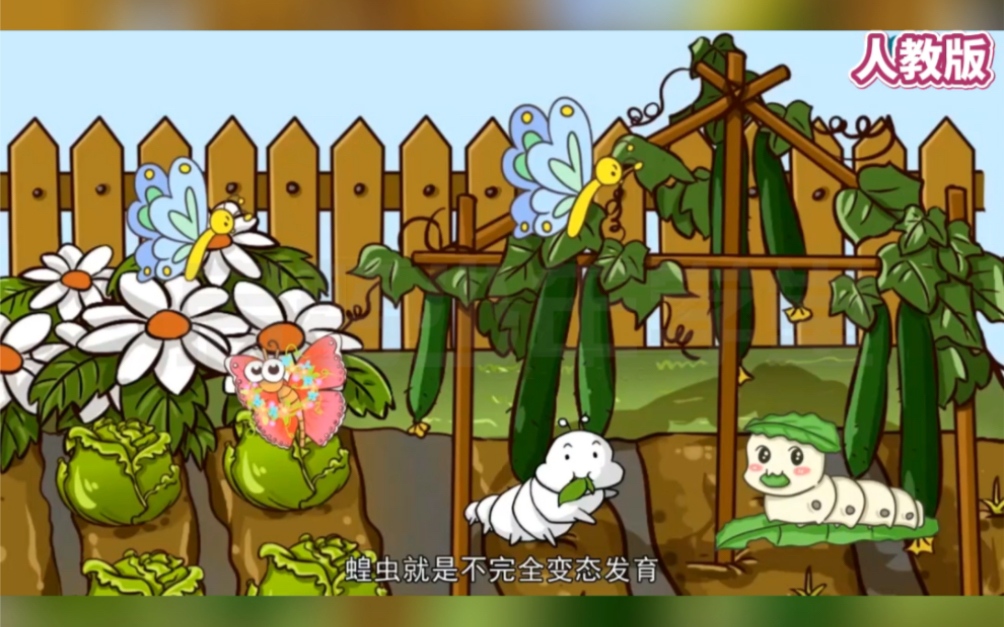 八年级下册生物《昆虫的生殖和发育》人教版,提炼知识点,快速提分版,...