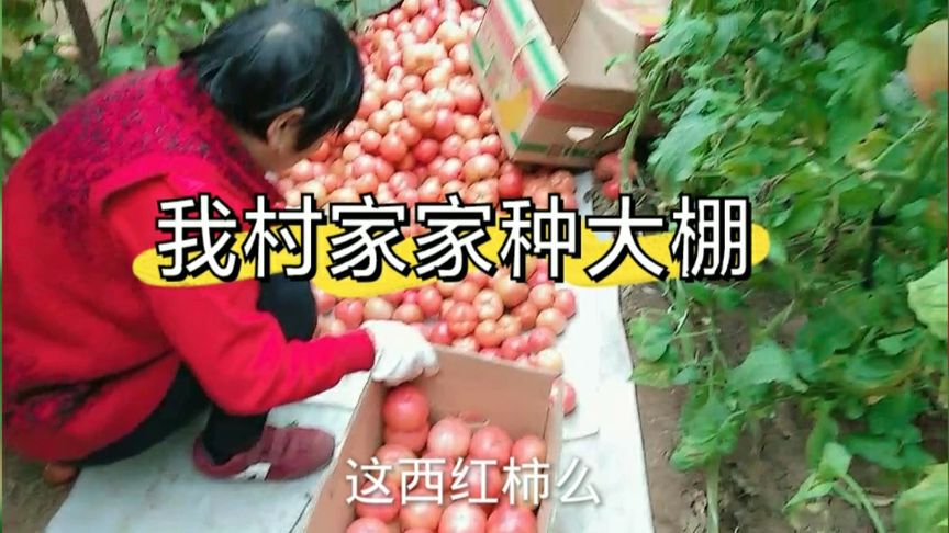 小蔡陪老爸去医院把导尿管撤了,下午回来赶忙去给老妈往大棚送饭