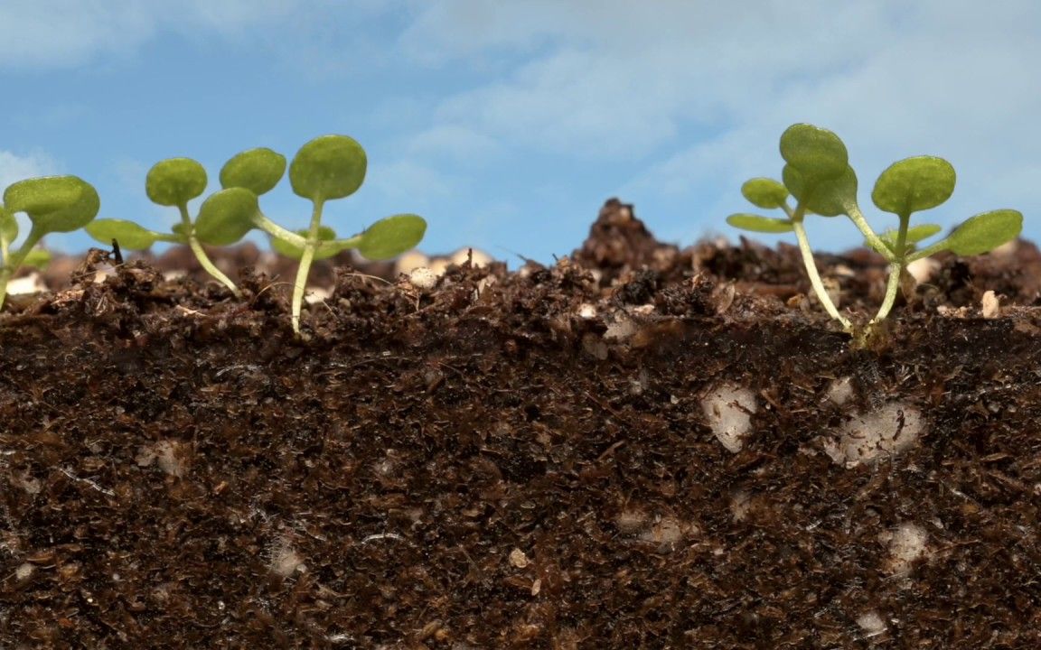 【延时摄影】植物界的“小白鼠”拟南芥生根发芽全过程