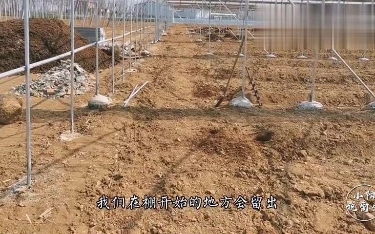 大棚葡萄种植当中,怎么计算杆子的数目小阳举例告诉你