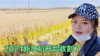 东北地区收割水稻,一年只一次,见识一下吧