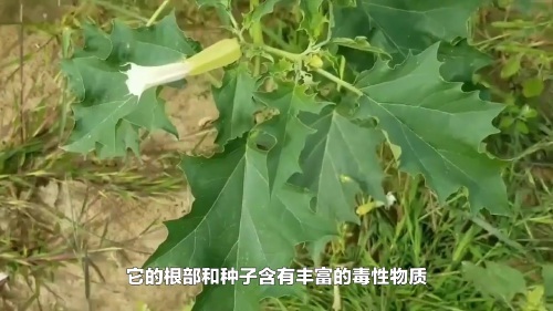 世界上最毒的植物排名