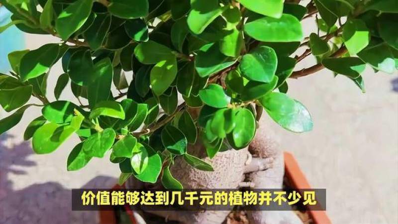 原产于我国,人称"千年人参",1棵曾卖几千元,它有什么用处?