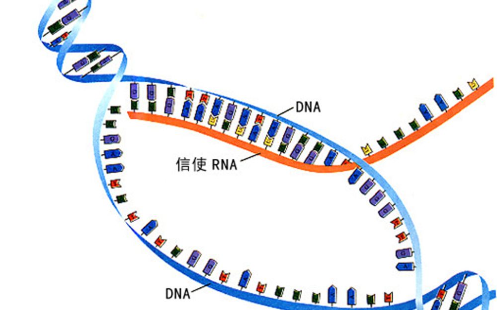 新冠病毒9、宿主,转、录、转录