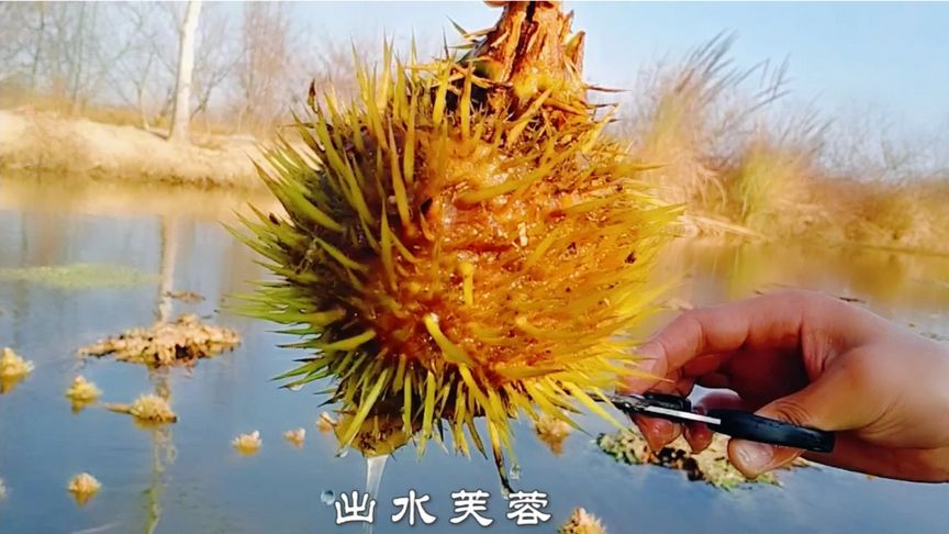 终于明白为什么我们吃的芡实营养价值这么高,原来是长这样的。