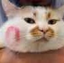 橘猫又瘦了 
