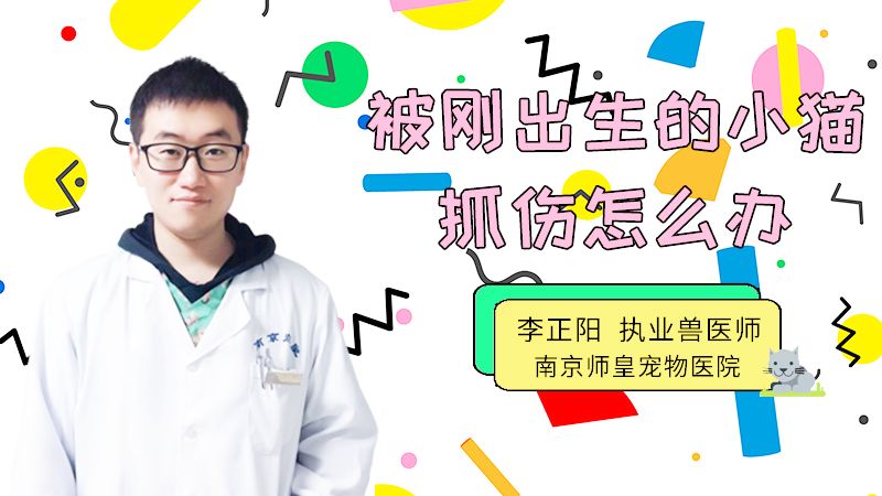 被刚出生的小猫抓伤怎么办?宠物医生说要这样处理