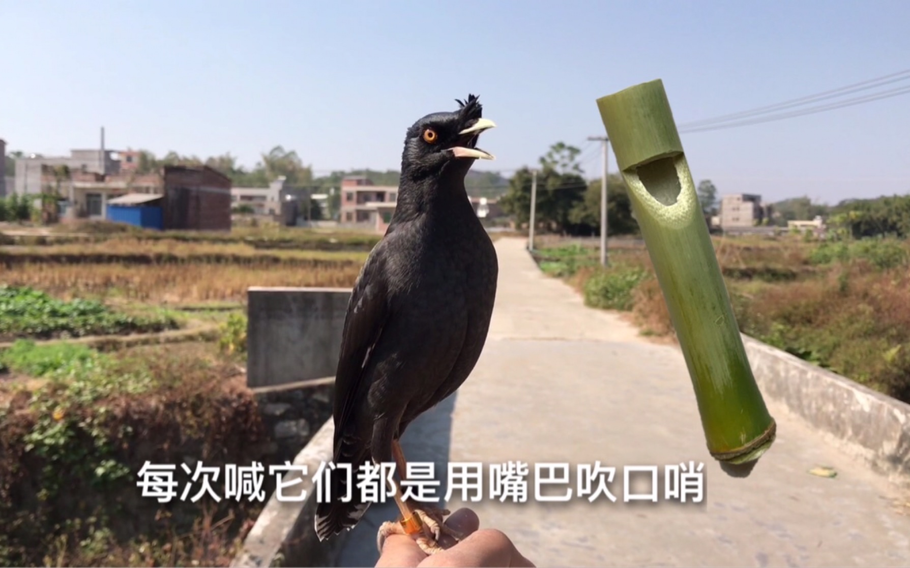 今天自制一个竹哨子,效果不错声音很大