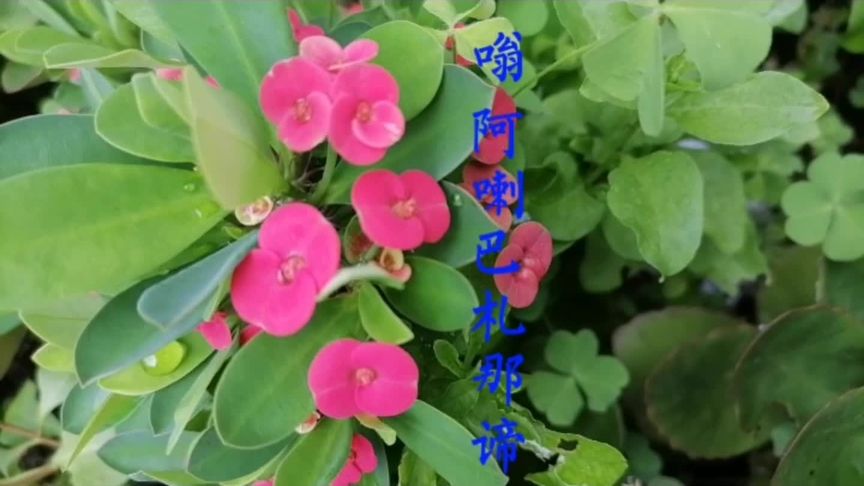 文殊菩萨心咒 #禅悟人生 #修心修行 #佛音悠扬